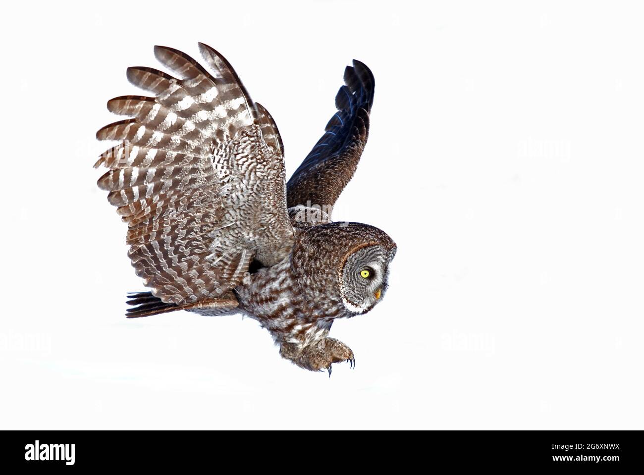 Great grey owl with wings spread out prepares to pounce on prey in ...