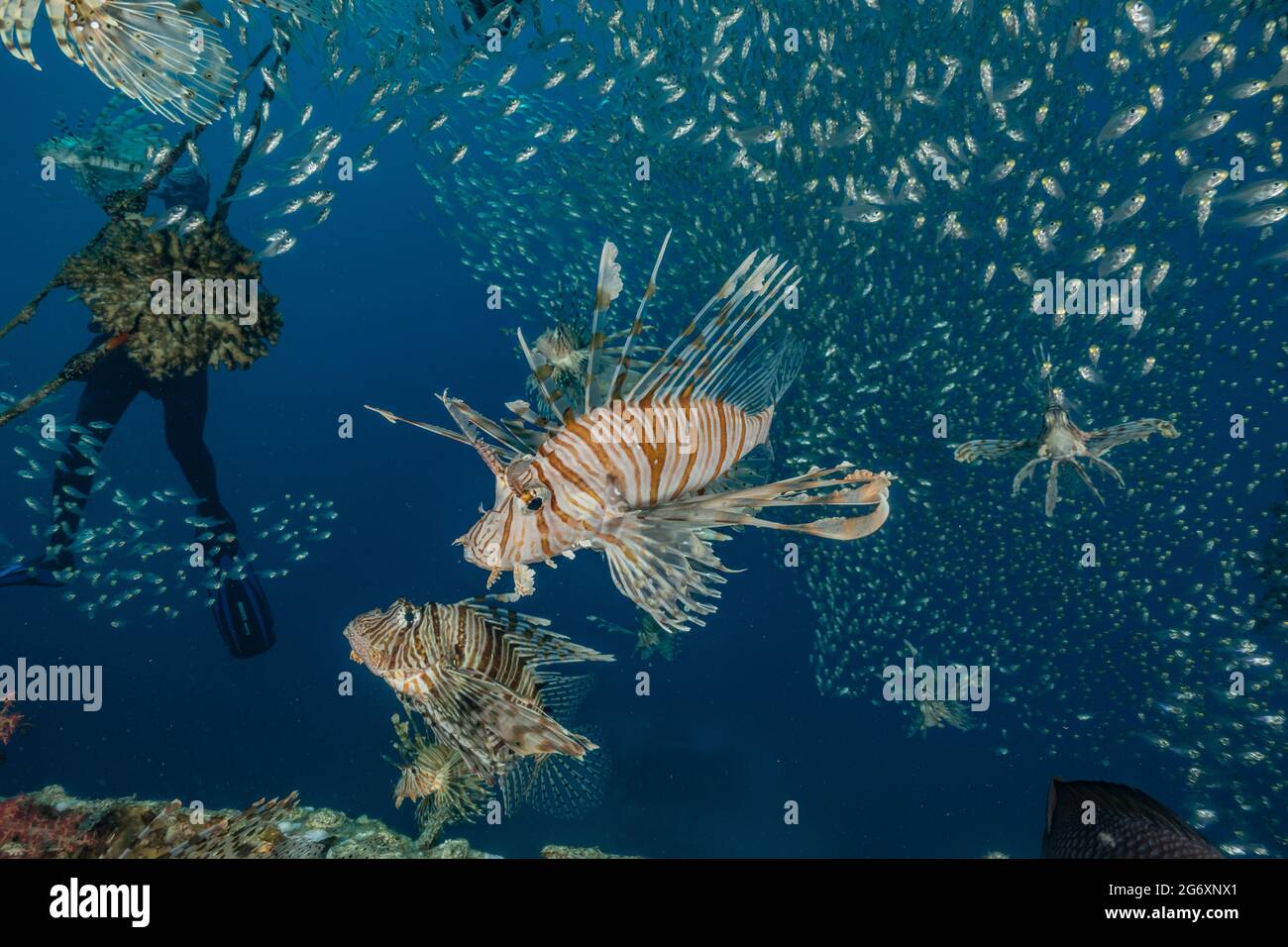 Lion fish in the Red Sea colorful fish, Eilat Israel Stock Photo - Alamy