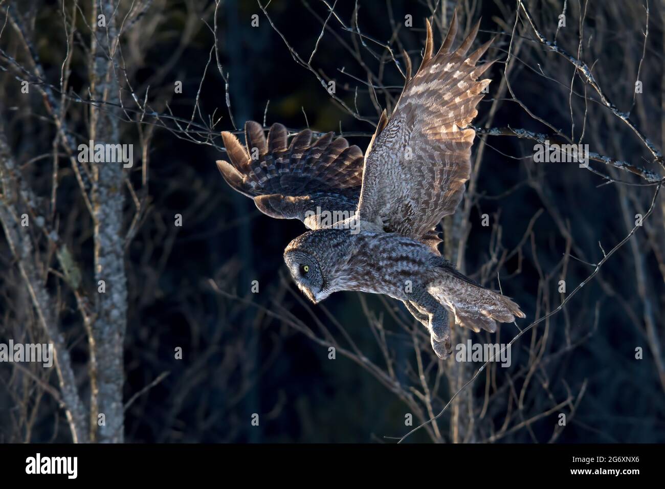 Great grey owl with wings spread out prepares to pounce on prey in ...