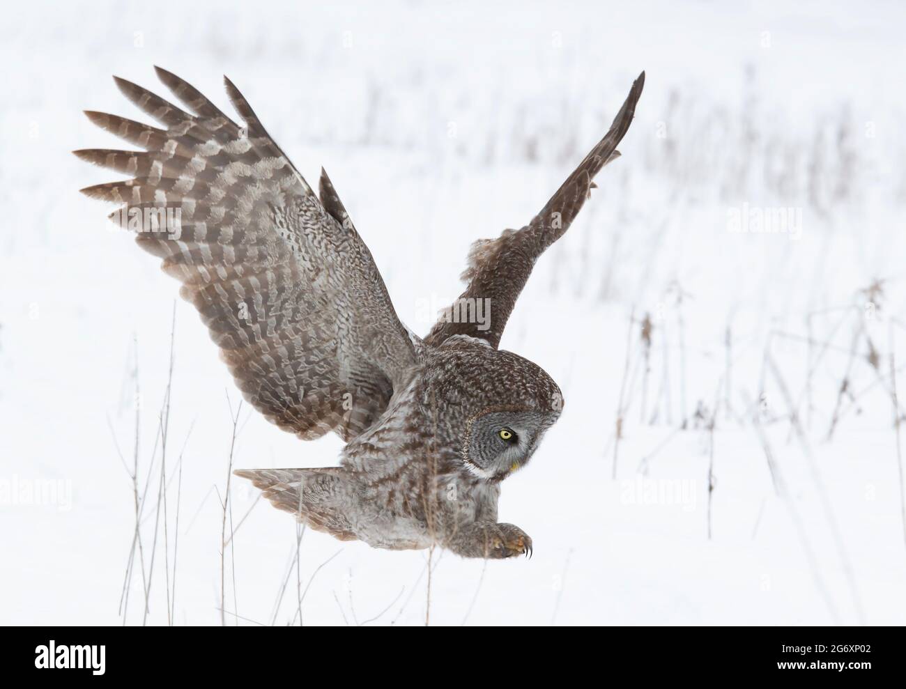 Great grey owl with wings spread out prepares to pounce on prey in ...