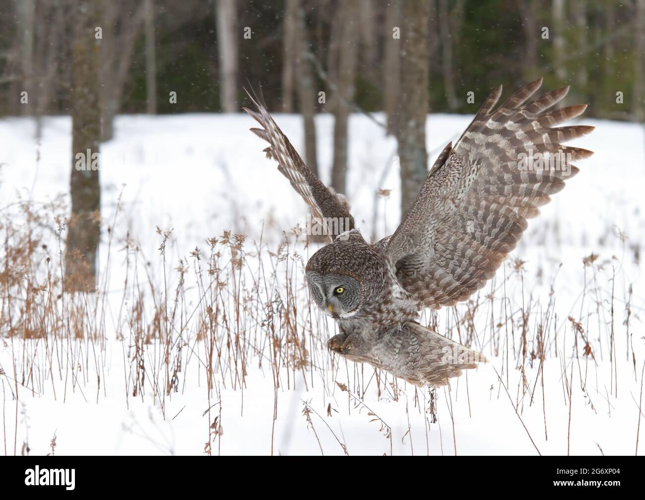 Great grey owl with wings spread out prepares to pounce on prey in ...