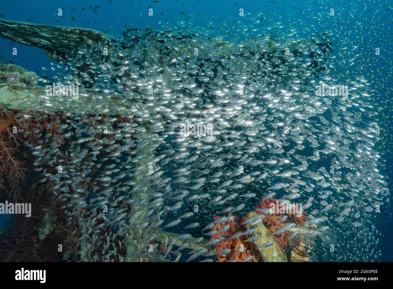 Fish swim in the Red Sea, colorful fish, Eilat Israel Stock Photo - Alamy