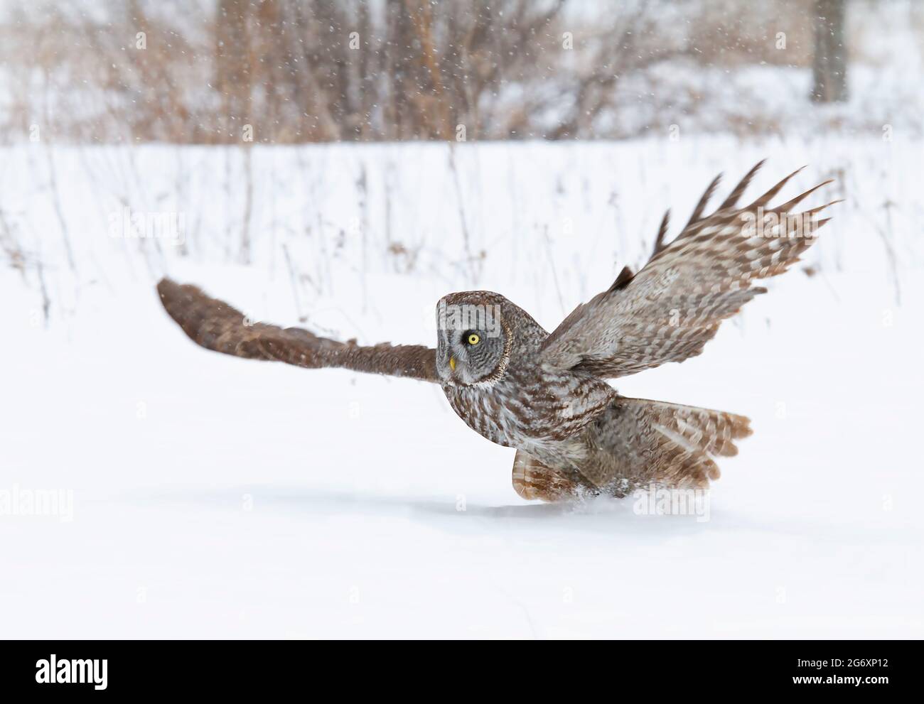 Great grey owl with wings spread out prepares to pounce on prey in ...