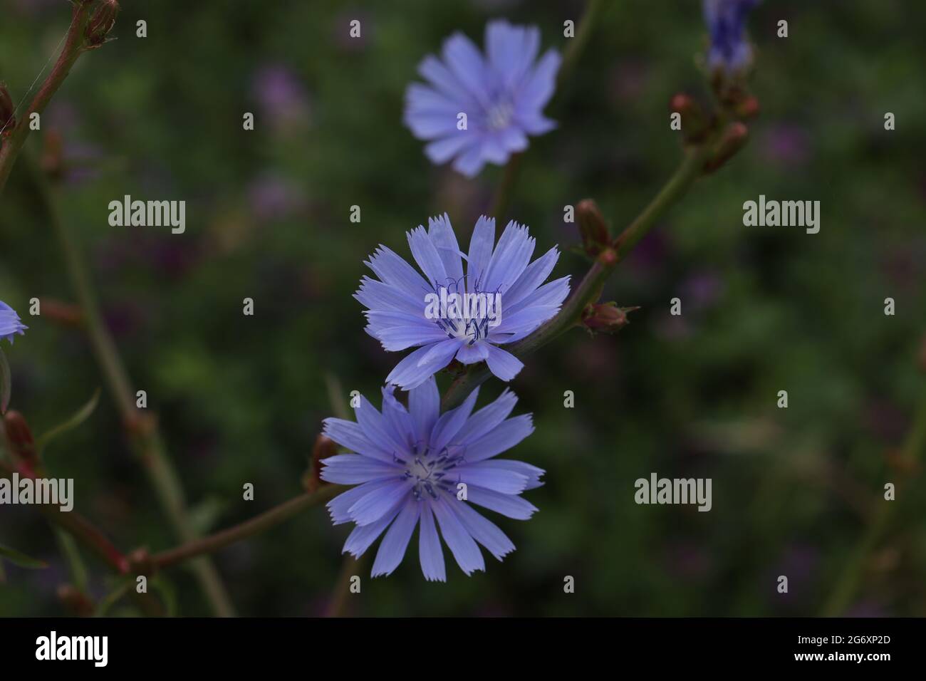 Bitter chicory flower hi-res stock photography and images - Alamy