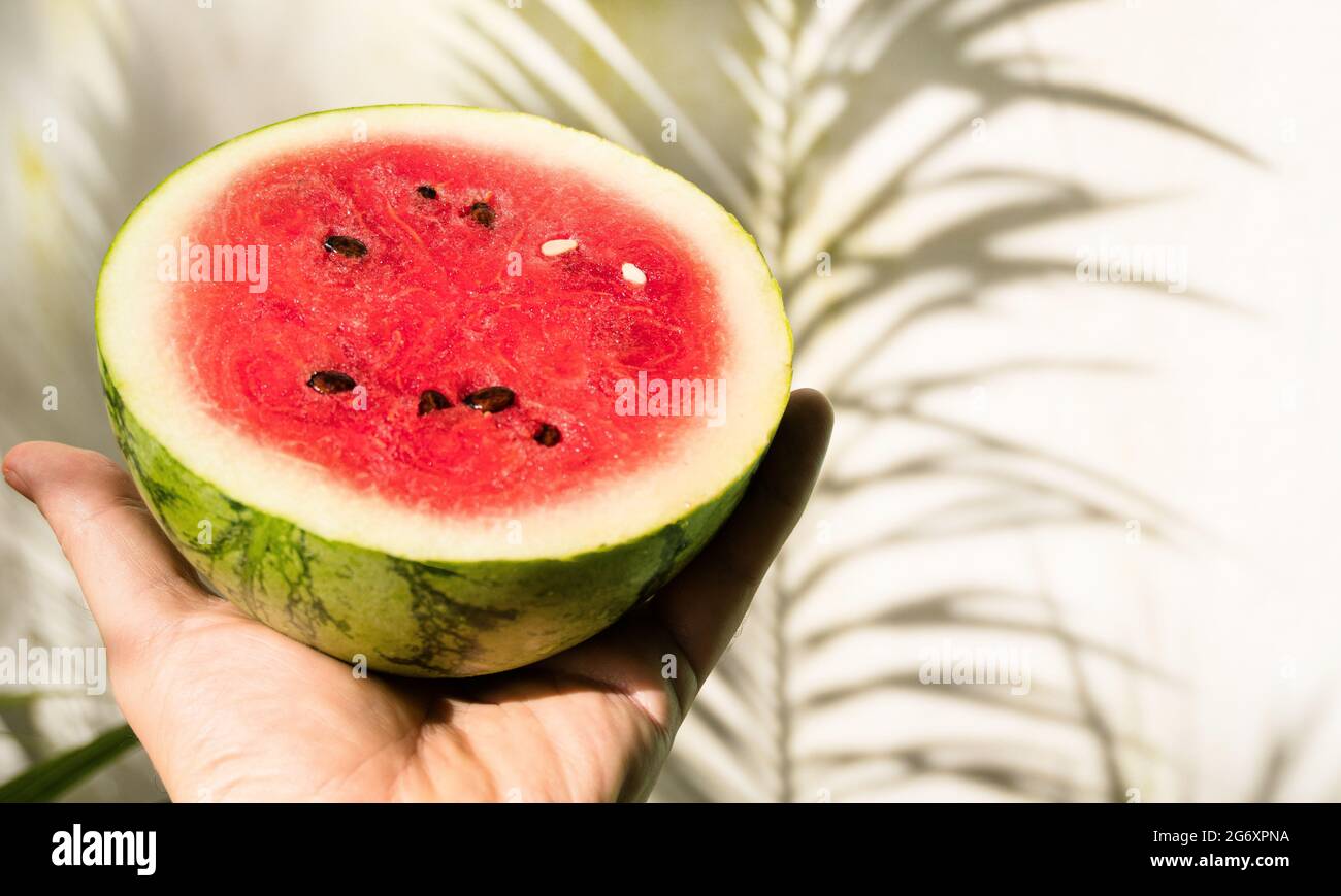 Watermelon, tropical fruit on a bright background, modern minimalist ...