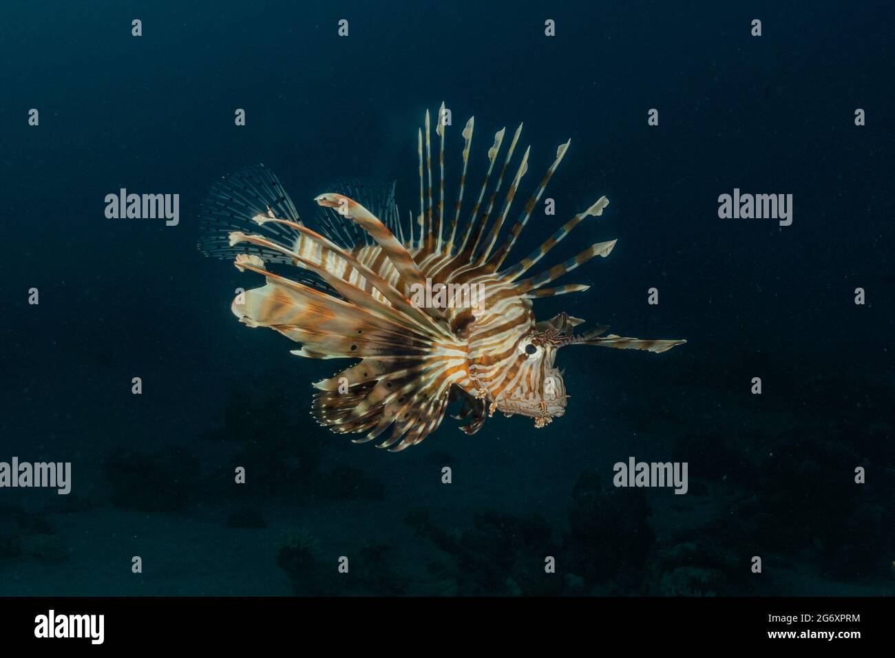 Lion fish in the Red Sea colorful fish, Eilat Israel Stock Photo - Alamy