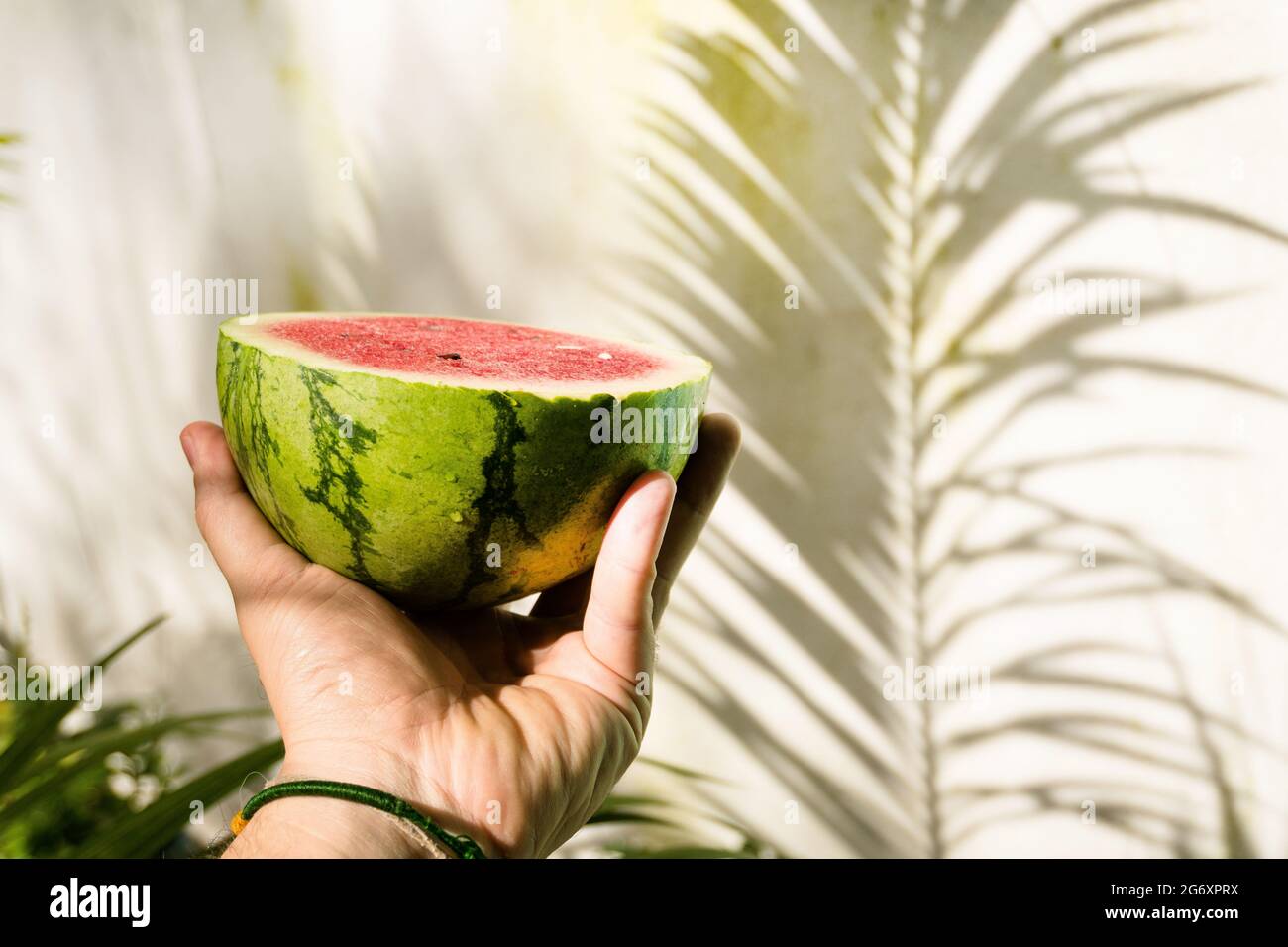 Watermelon, tropical fruit on a bright background, modern minimalist ...