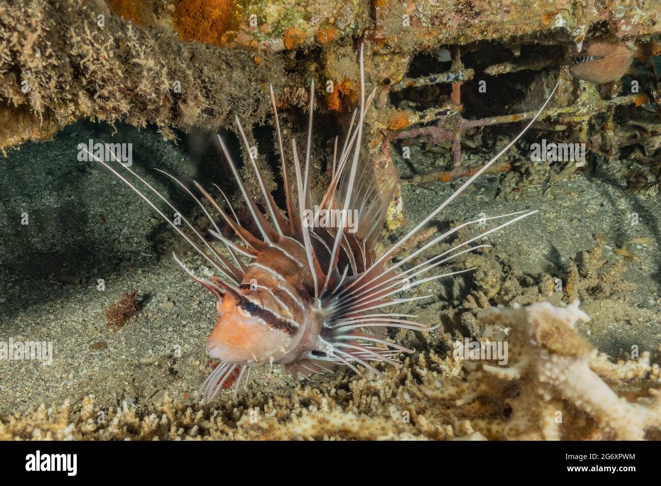 Lion fish in the Red Sea colorful fish, Eilat Israel Stock Photo - Alamy