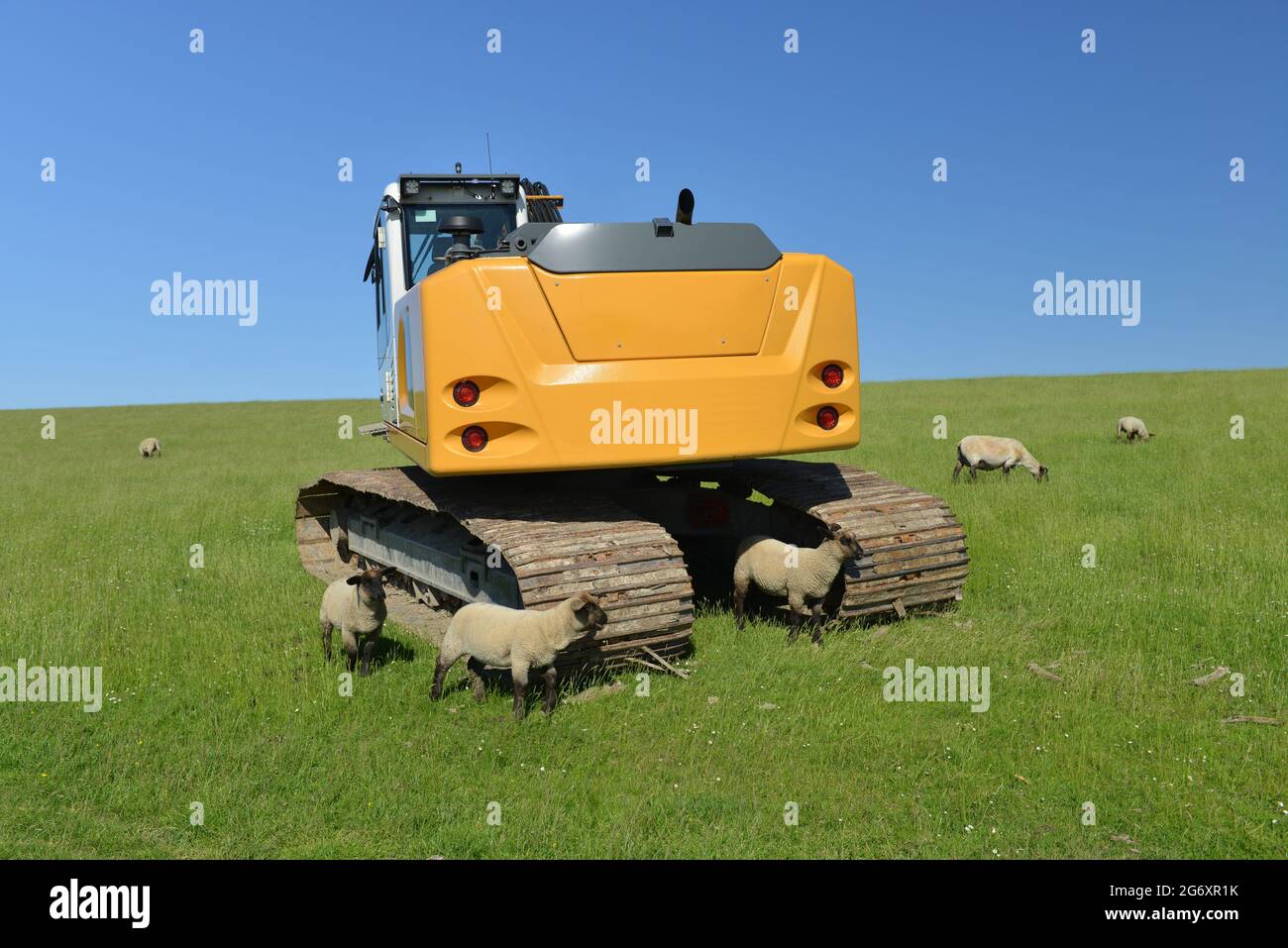 Excavator And Sheep On A Dike Stock Photo - Alamy