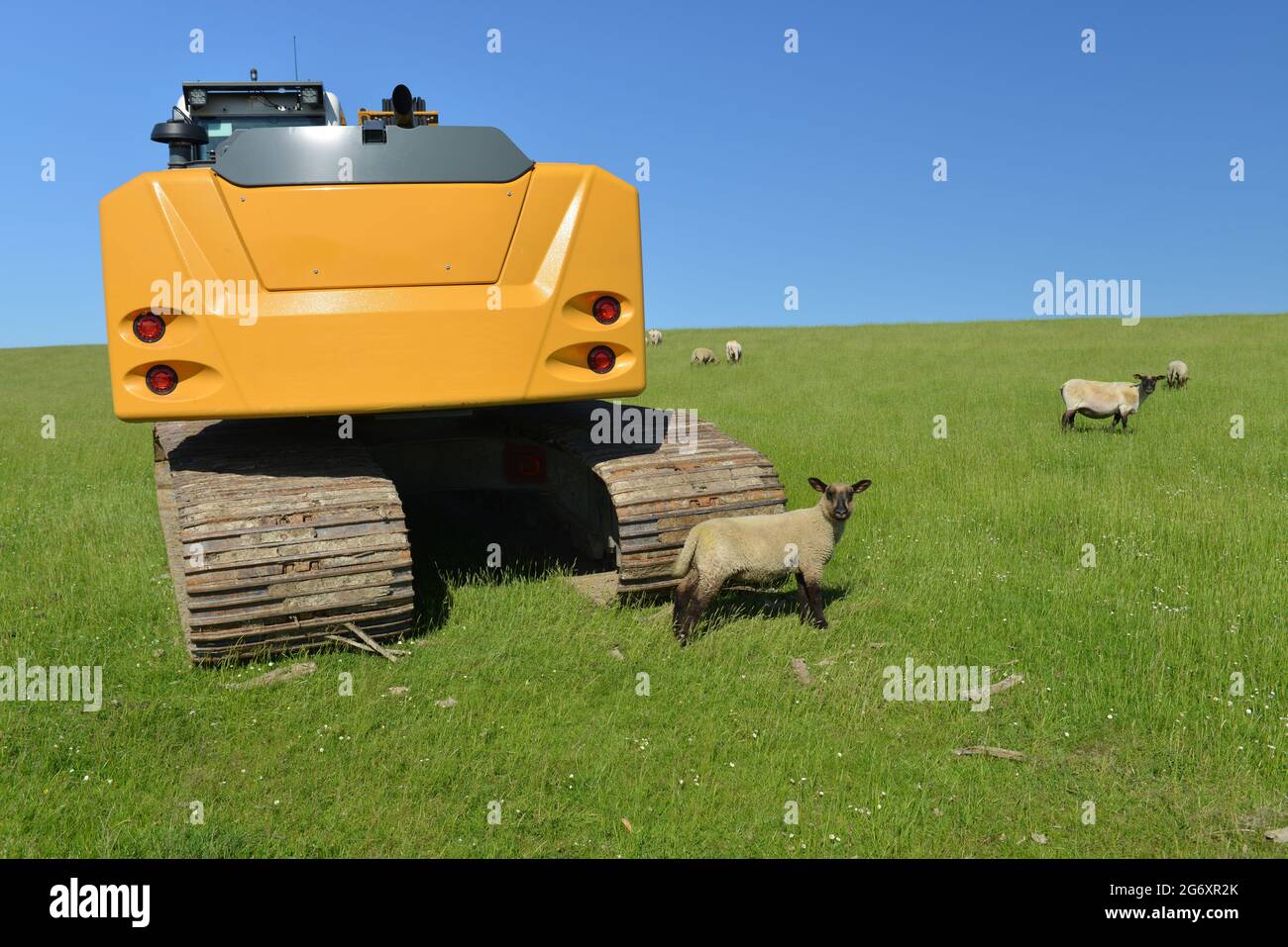 Excavator And Sheep On A Dike Stock Photo - Alamy