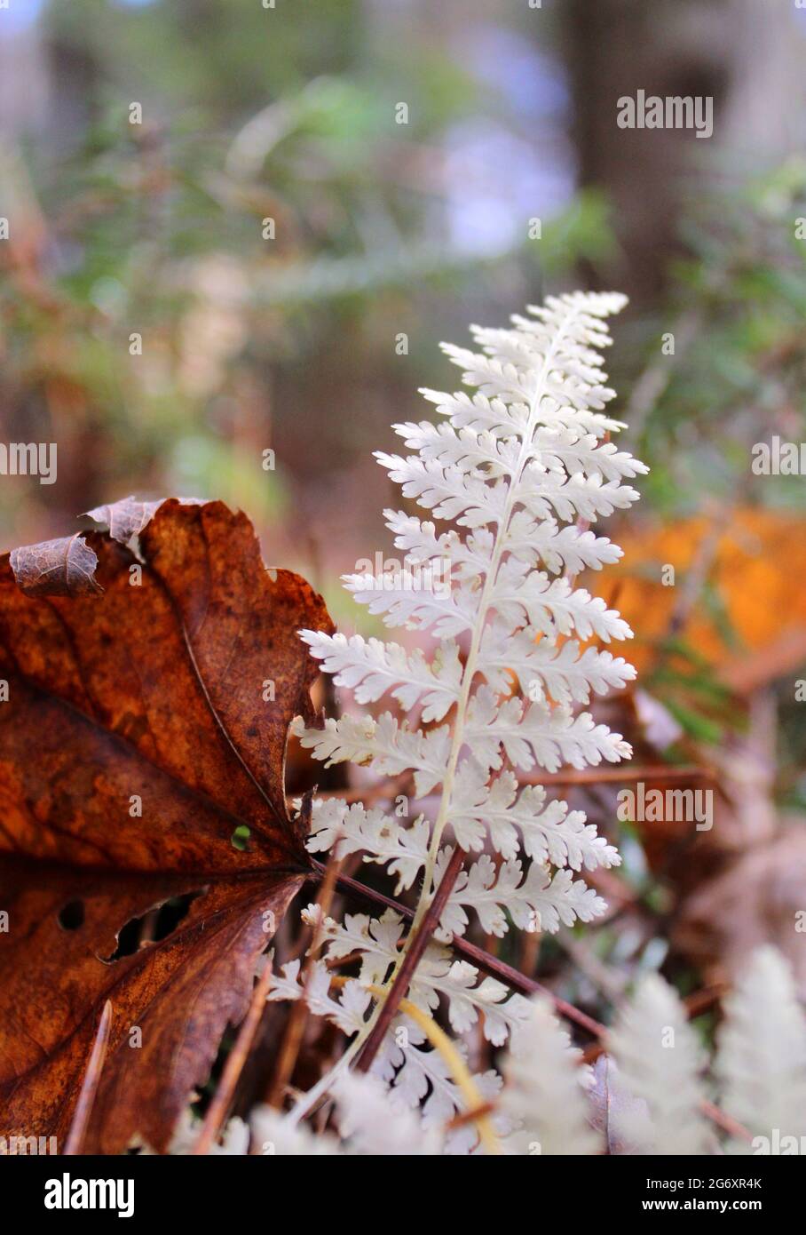 Fern backgrounds hi-res stock photography and images - Alamy