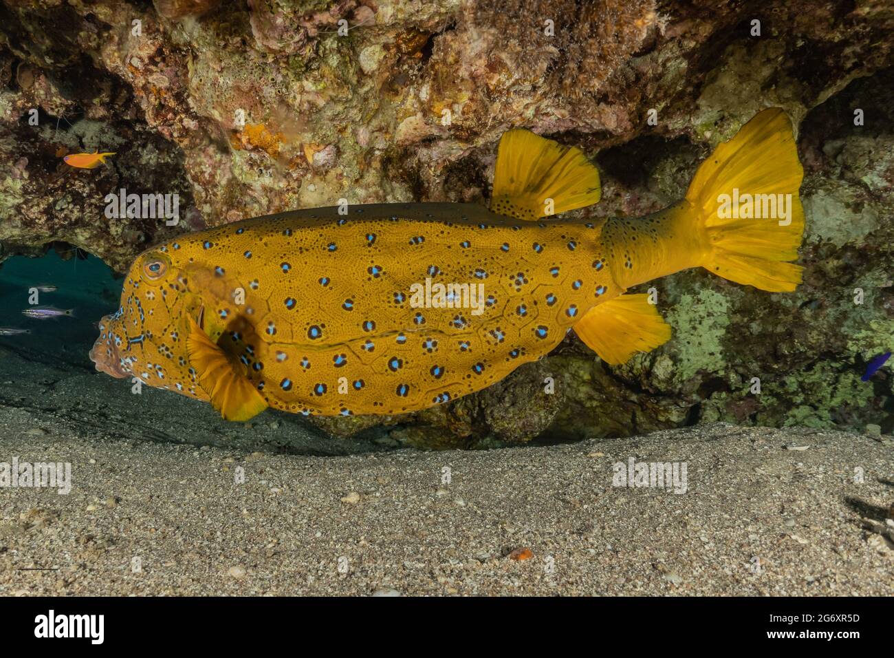 Fish swim in the Red Sea, colorful fish, Eilat Israel Stock Photo - Alamy