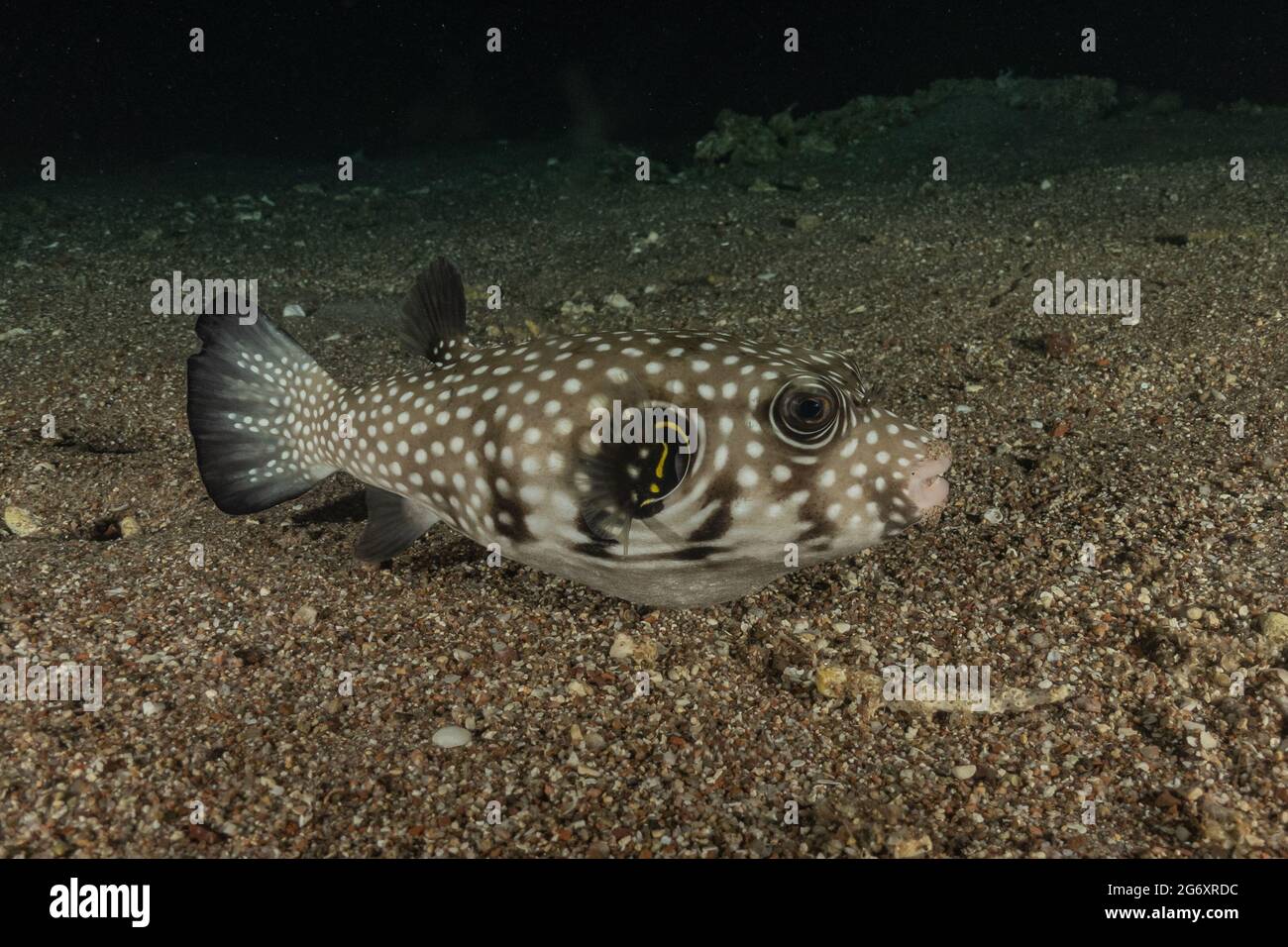 Fish swim in the Red Sea, colorful fish, Eilat Israel Stock Photo - Alamy