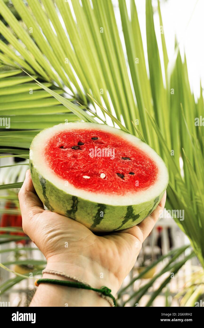 Watermelon, tropical fruit on a bright background, modern minimalist ...