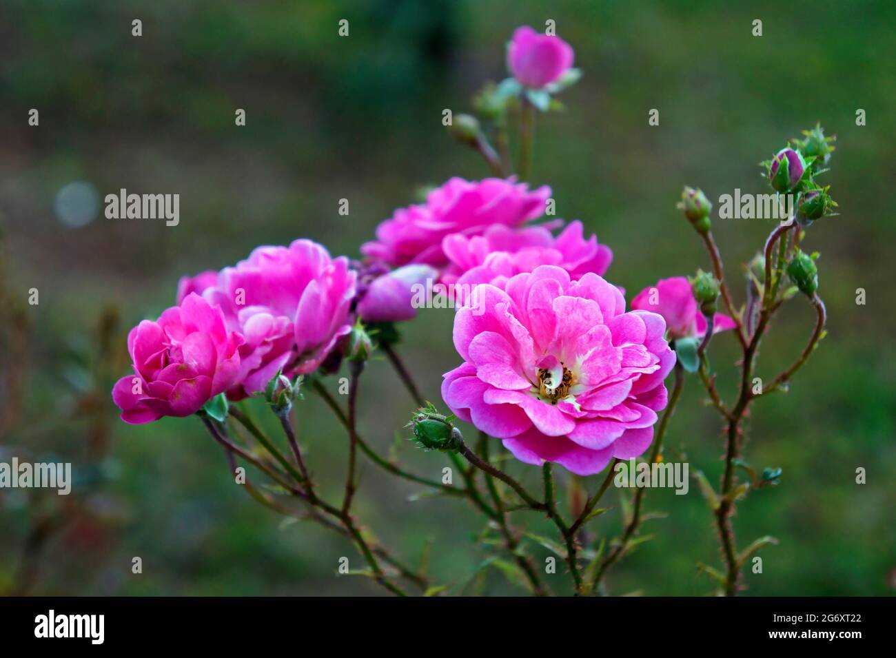 Roses pink rose hi-res stock photography and images - Alamy