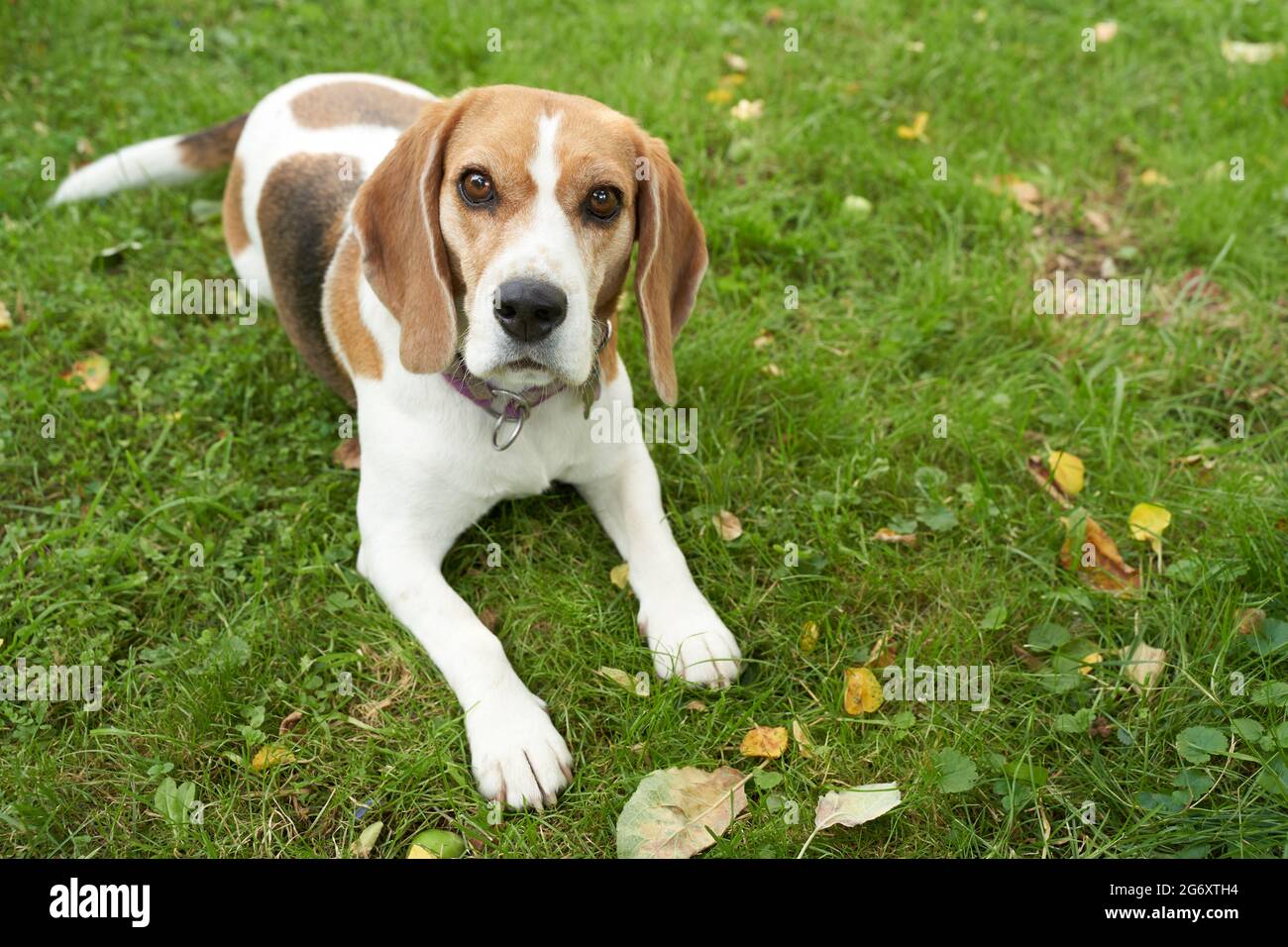 Beagle dog tree color in the garden on the green grass Stock Photo - Alamy