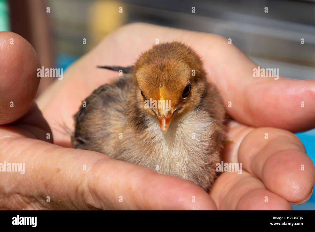 Hand hold animal hi-res stock photography and images - Alamy