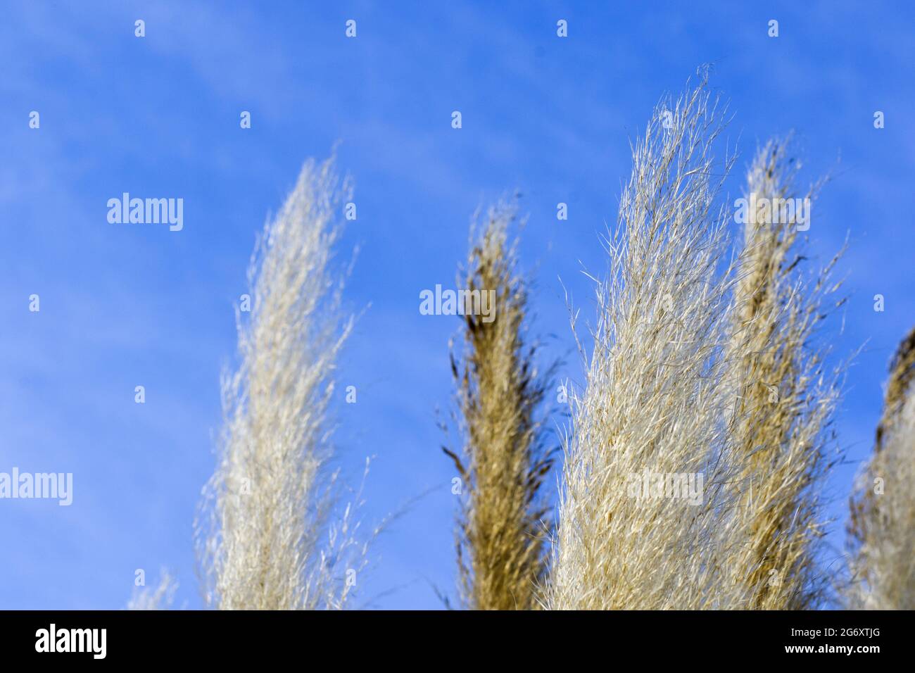 Dried grass against backdrop hi-res stock photography and images - Alamy