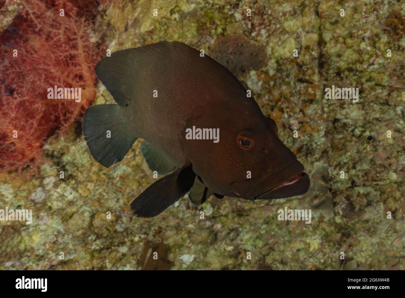 Fish swim in the Red Sea, colorful fish, Eilat Israel Stock Photo - Alamy