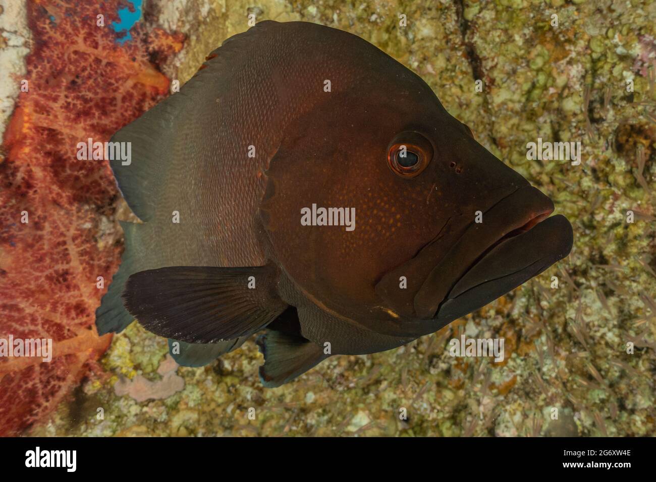 Fish swim in the Red Sea, colorful fish, Eilat Israel Stock Photo - Alamy