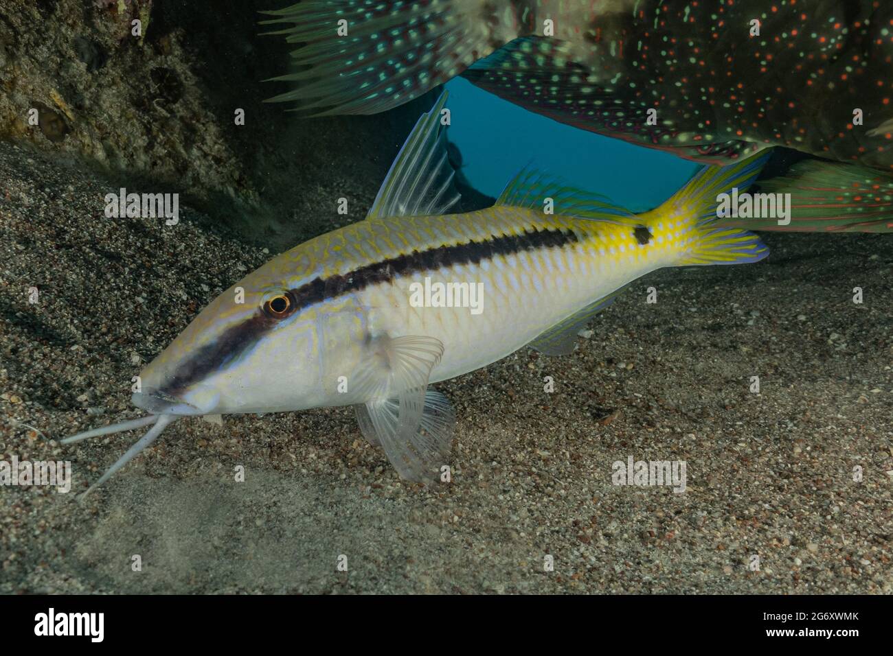 Fish swim in the Red Sea, colorful fish, Eilat Israel Stock Photo - Alamy