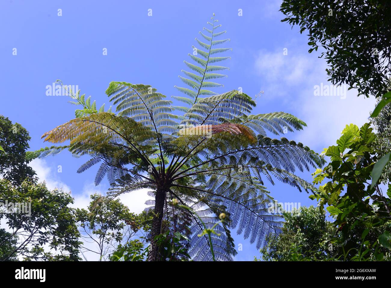 Many gigantic fern trees, vines and shrubs located in Indonesia ...