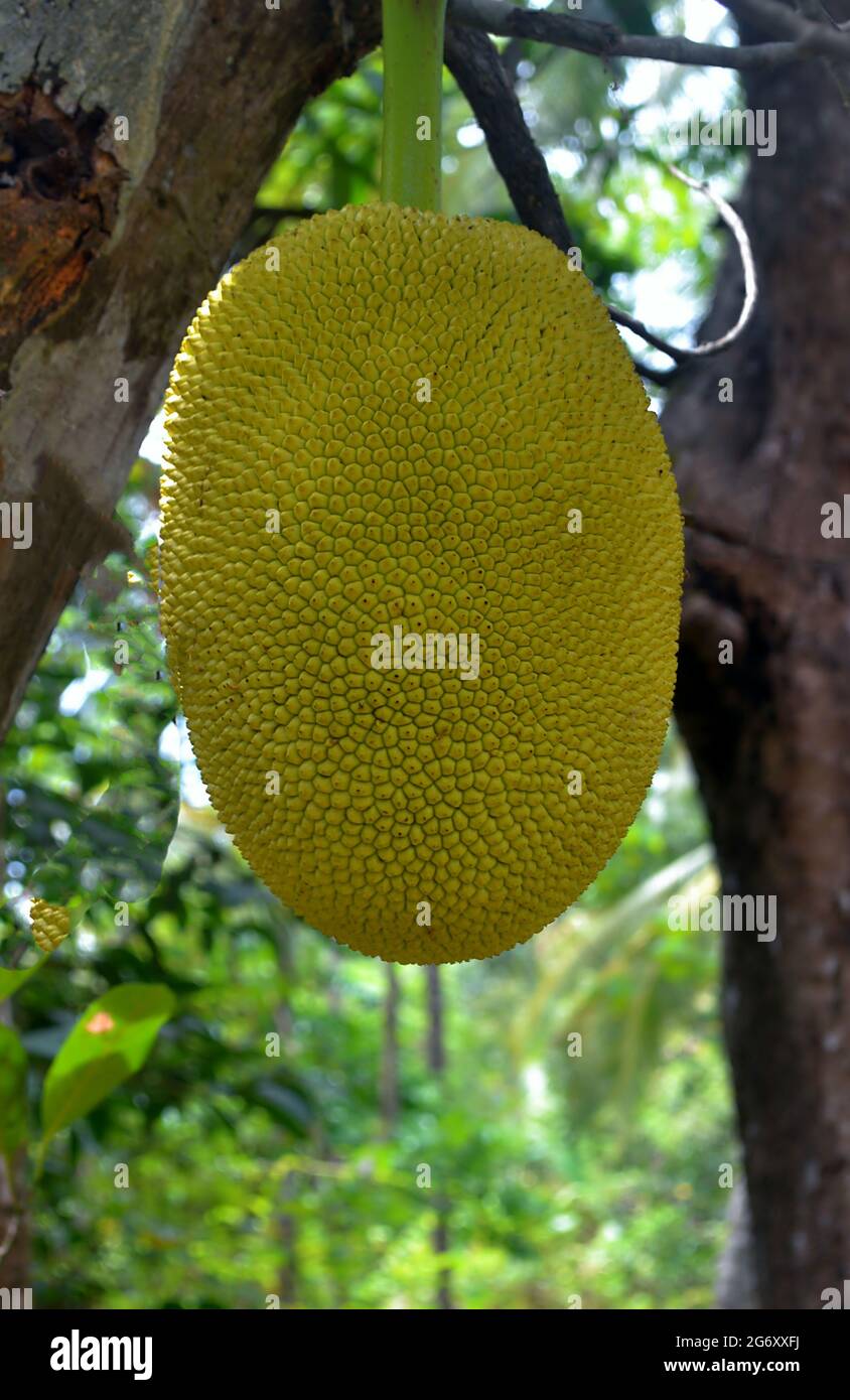 Kerala jackfruits hi-res stock photography and images - Alamy