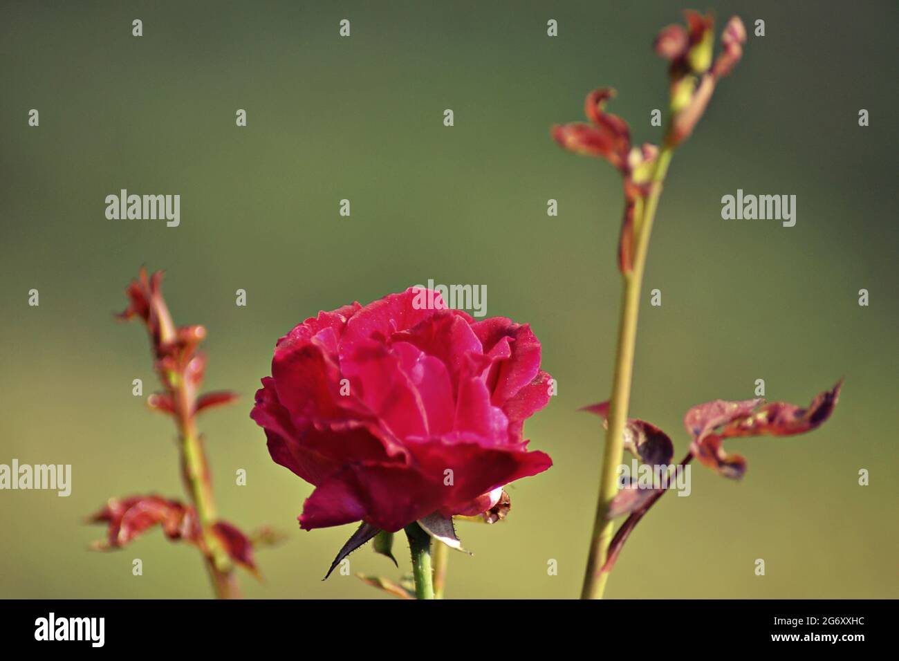 Rose garden india hi-res stock photography and images - Alamy