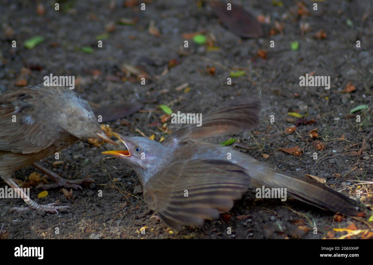 Mother babbler feeding the baby yellow-billed babbler/India Stock Photo ...
