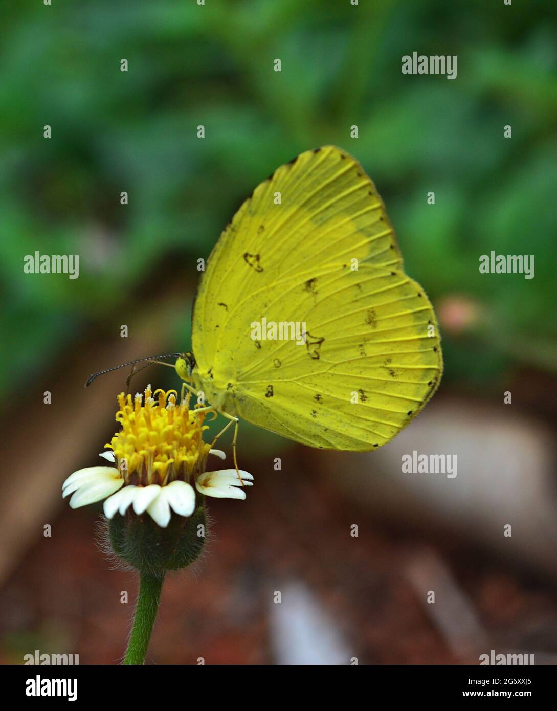 Catopsilia pomona, the common emigrant or lemon emigrant butterfly ...