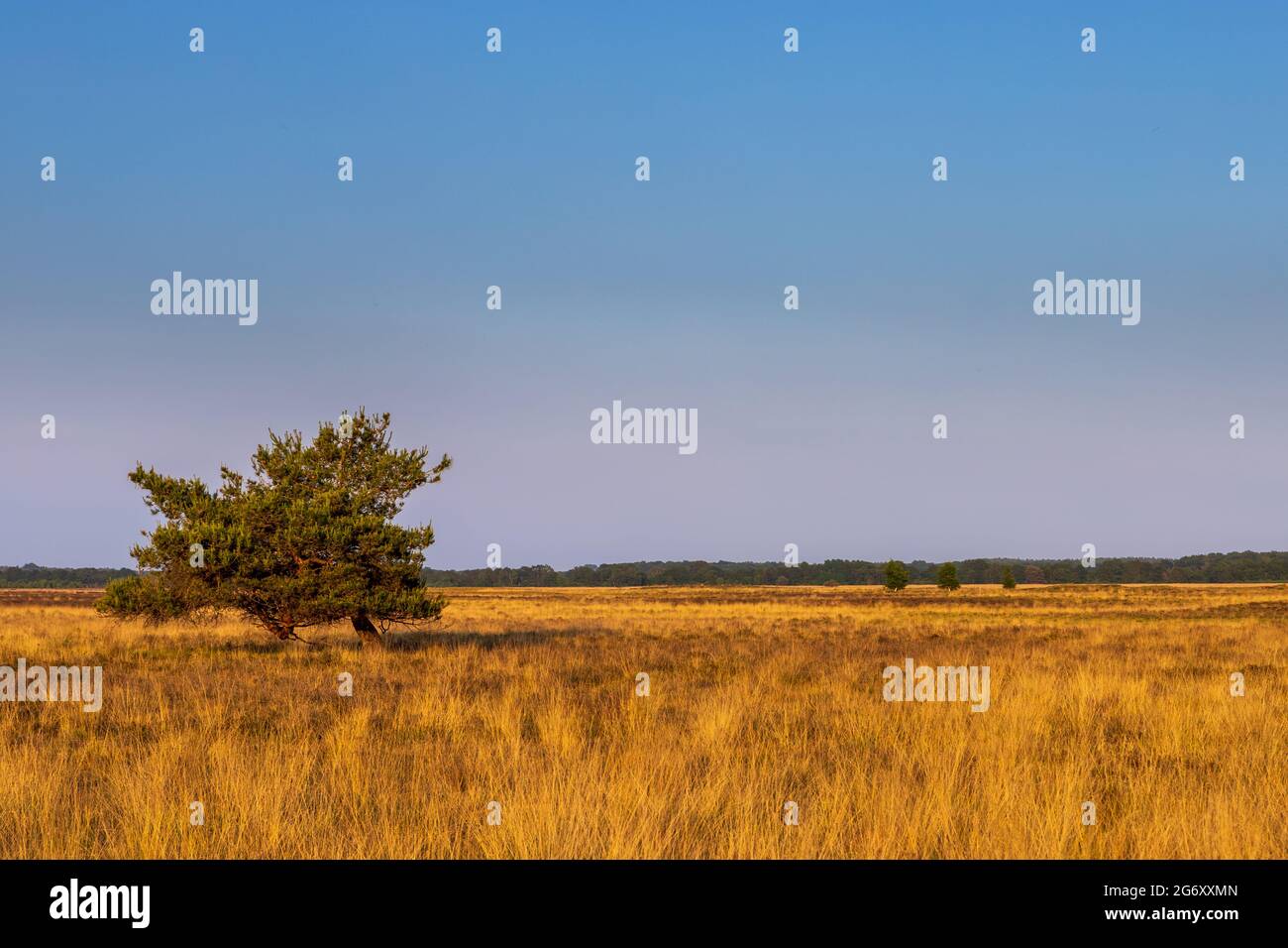 Dwingelderveld National Park High Resolution Stock Photography and ...