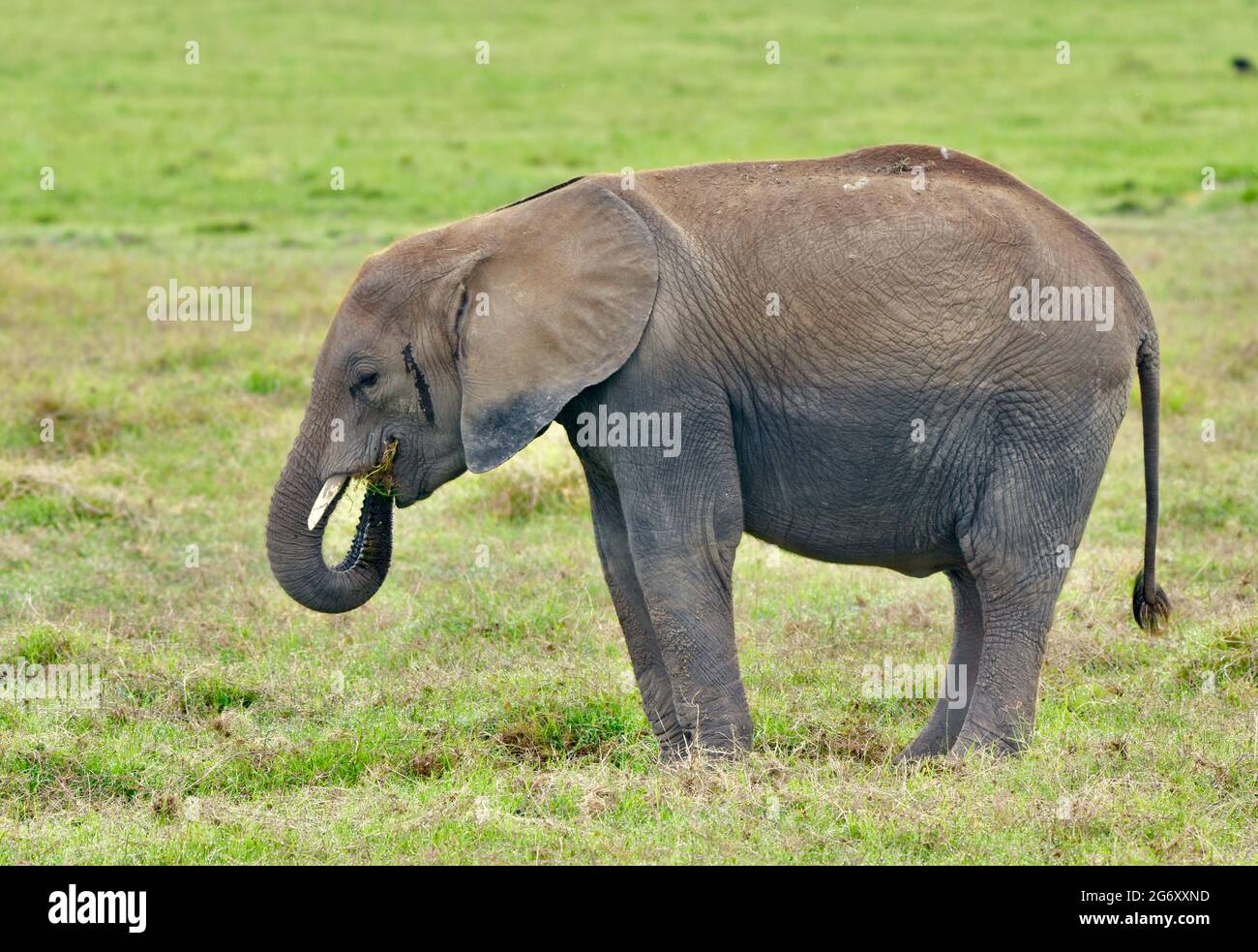 Elephant open mouth hi-res stock photography and images - Alamy