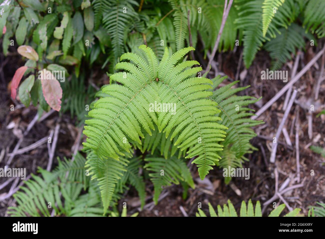 Closeup nature view of beautiful fern on blurred greenery background in ...