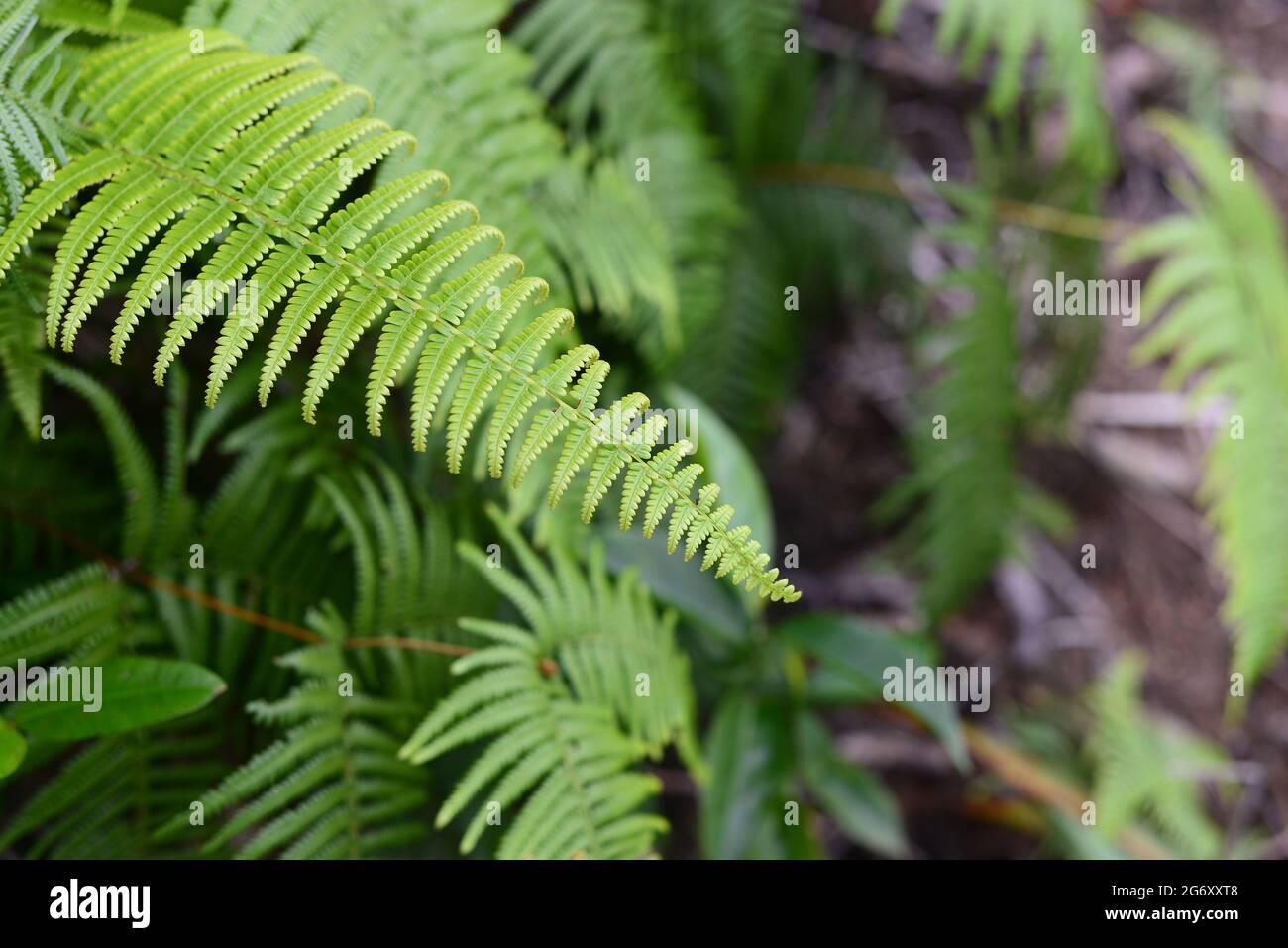 Closeup nature view of beautiful fern on blurred greenery background in ...
