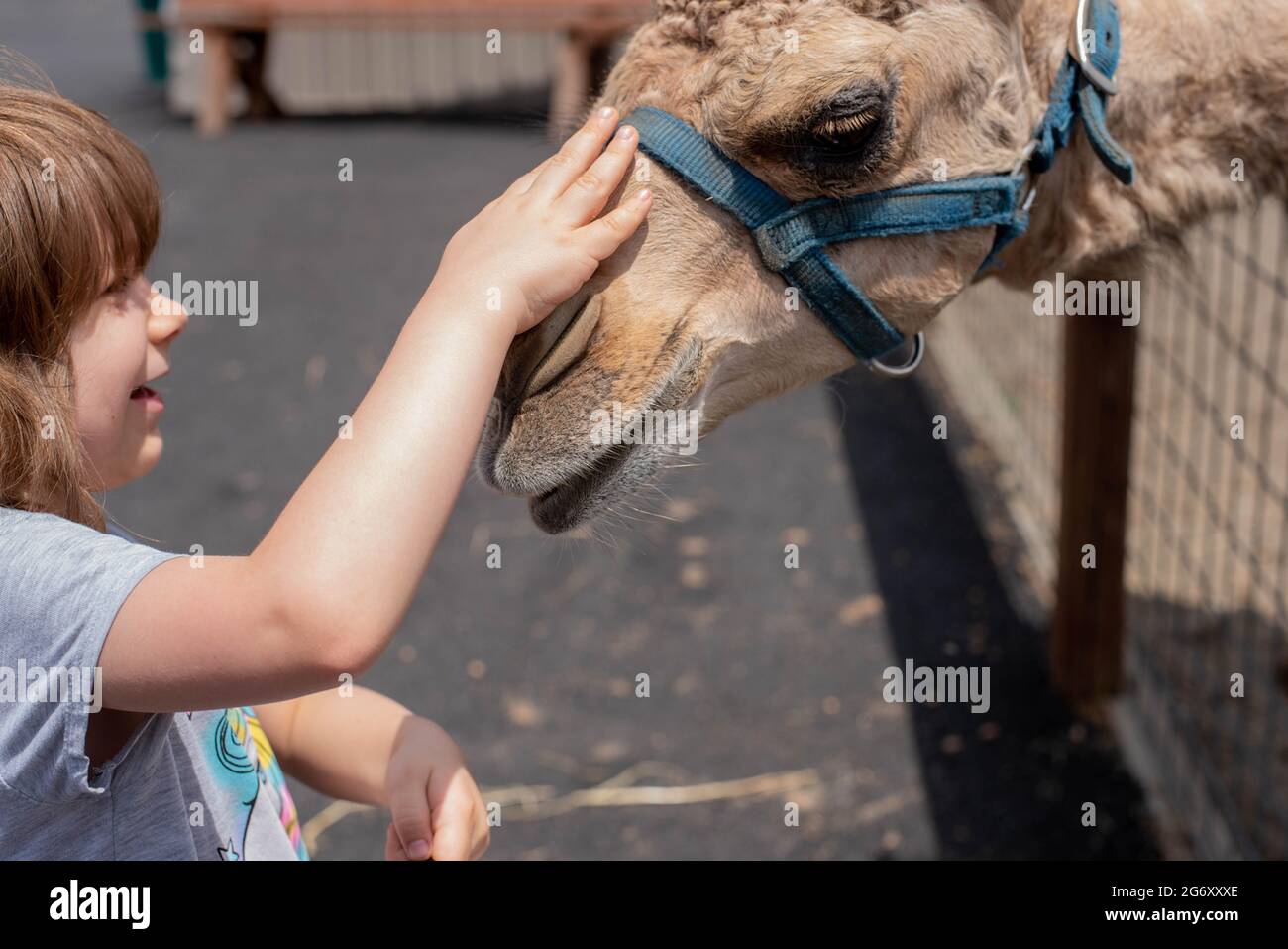 A six-year-old child feeds a dromedary camel at Animal Adventure Park ...
