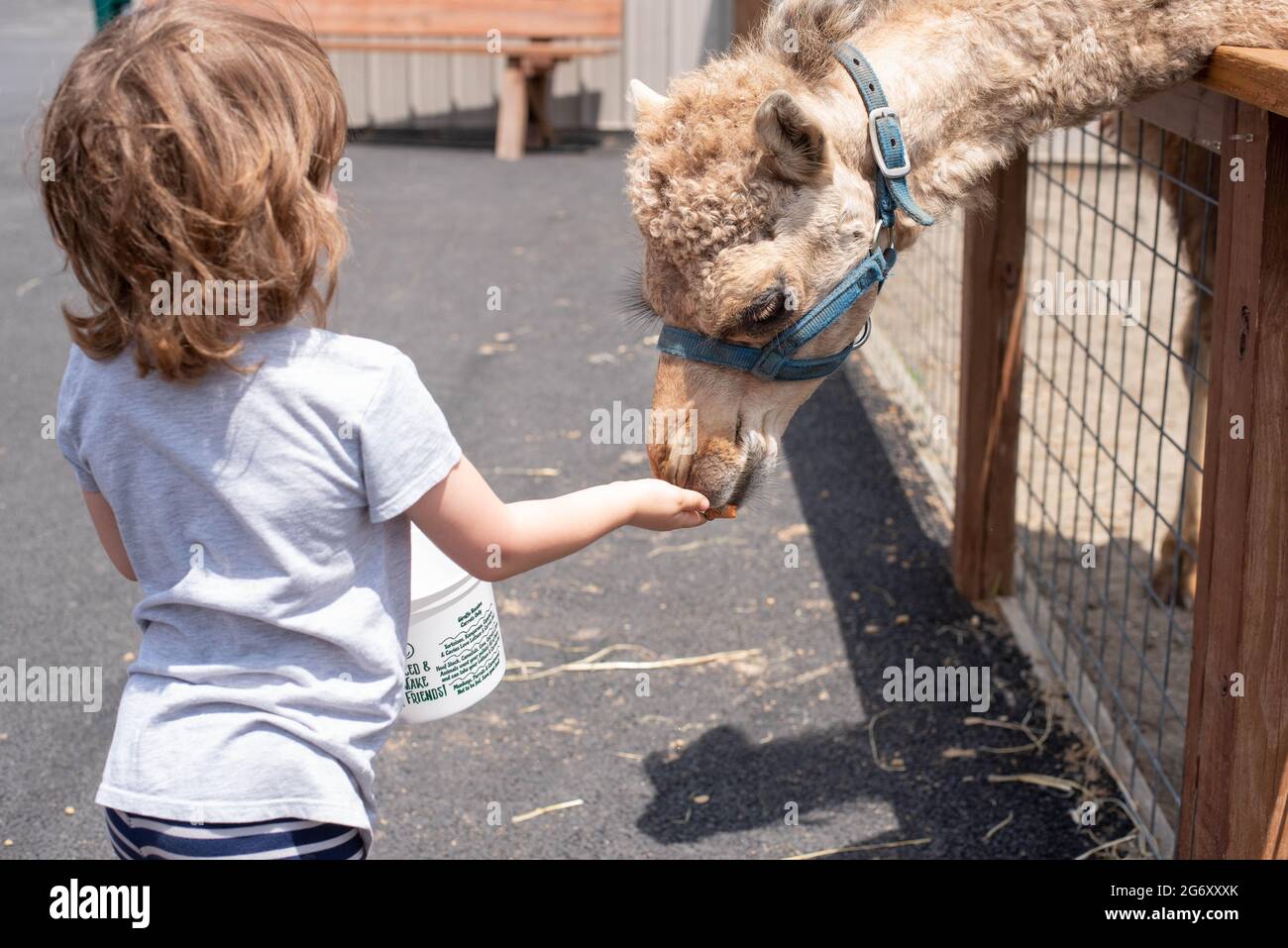 A six-year-old child feeds a dromedary camel at Animal Adventure Park ...