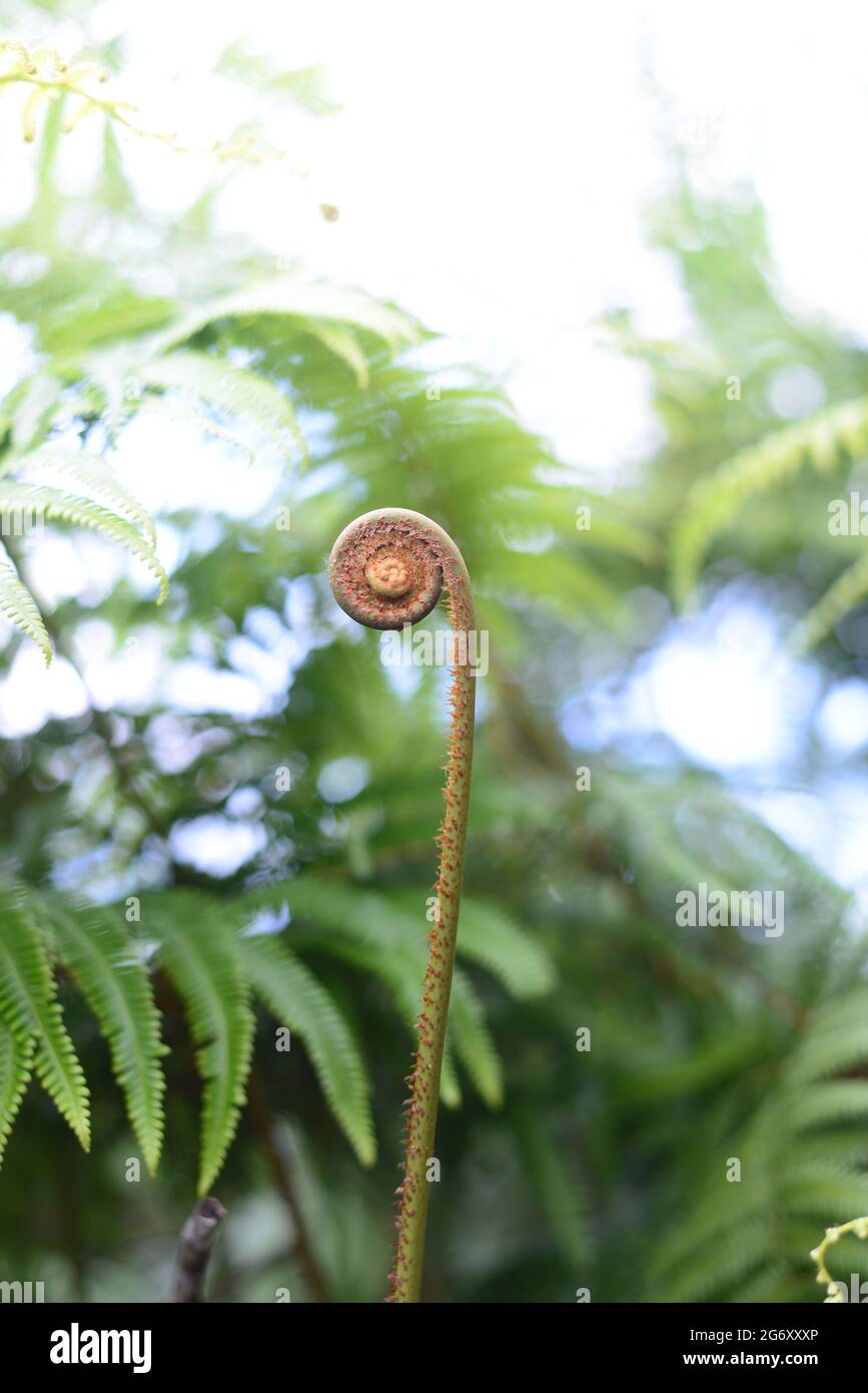 Fern unfurling in spring with blurred background, sunlight. Delicate ...