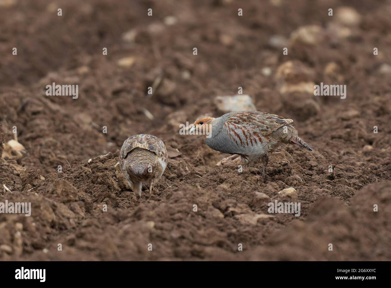 Grey Patridge Perdix perdix in close view Stock Photo - Alamy