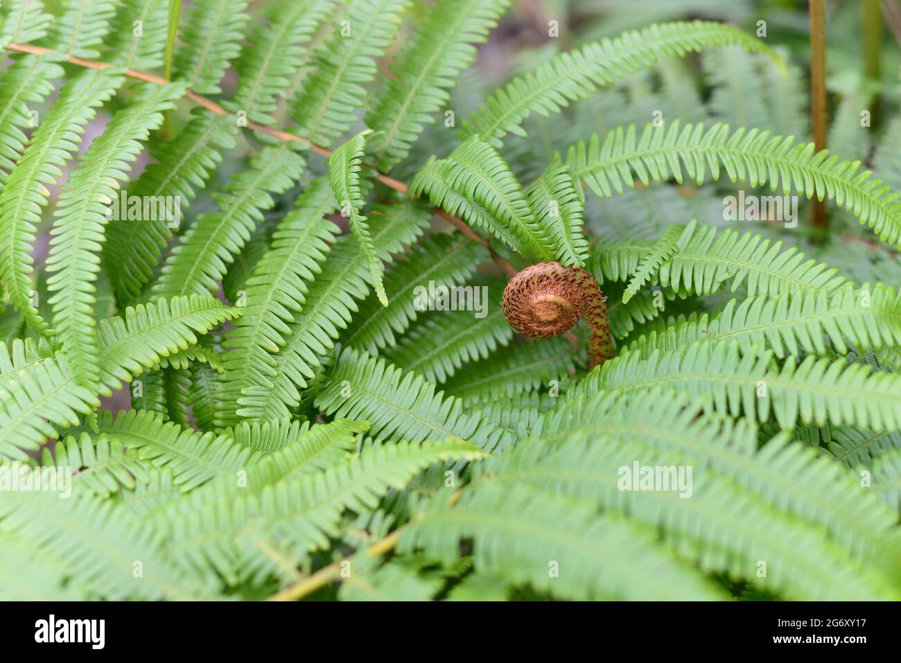Fern Shoots High Resolution Stock Photography and Images - Alamy