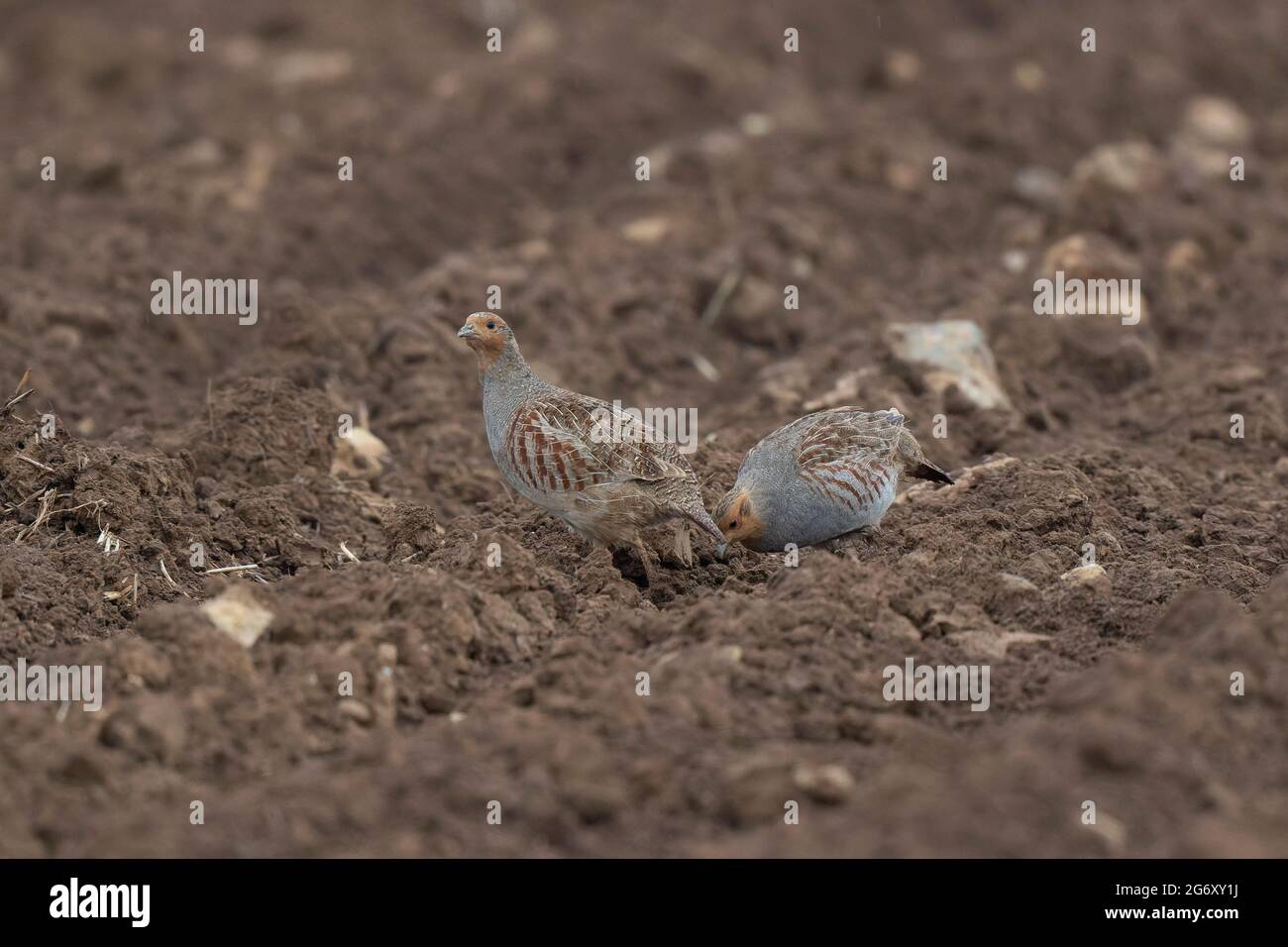 Grey Patridge Perdix perdix in close view Stock Photo - Alamy