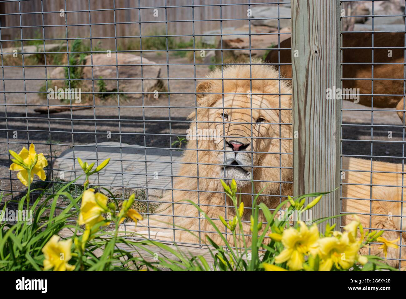 A captive male White Lion at the Animal Adventure Park in Harpursville ...