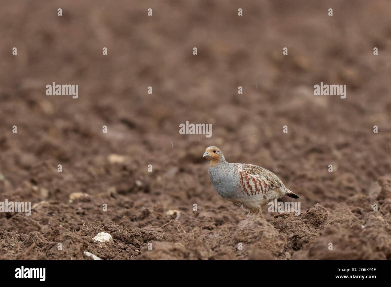 Grey patridge bird hi-res stock photography and images - Alamy
