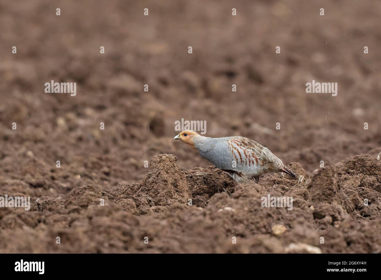 Grey patridge bird hi-res stock photography and images - Alamy