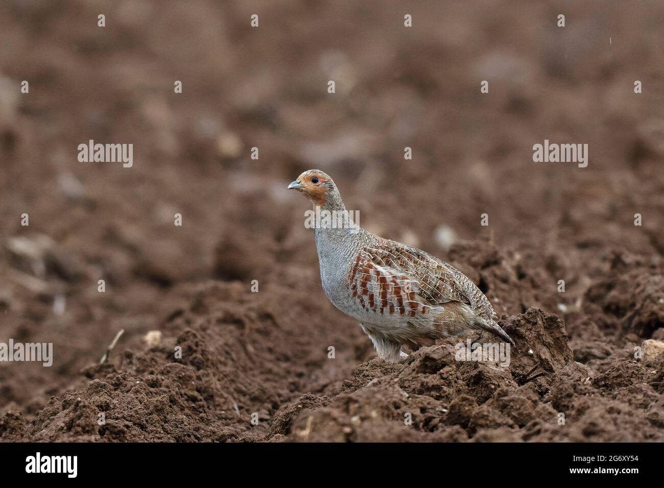 Grey Patridge Perdix perdix in close view Stock Photo - Alamy
