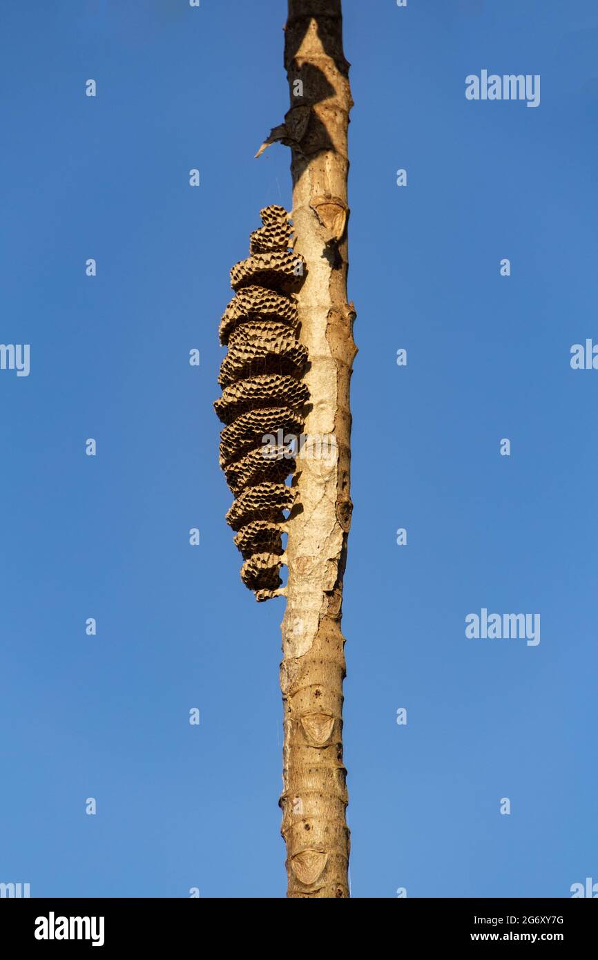 Wasp nest in tree hi-res stock photography and images - Alamy