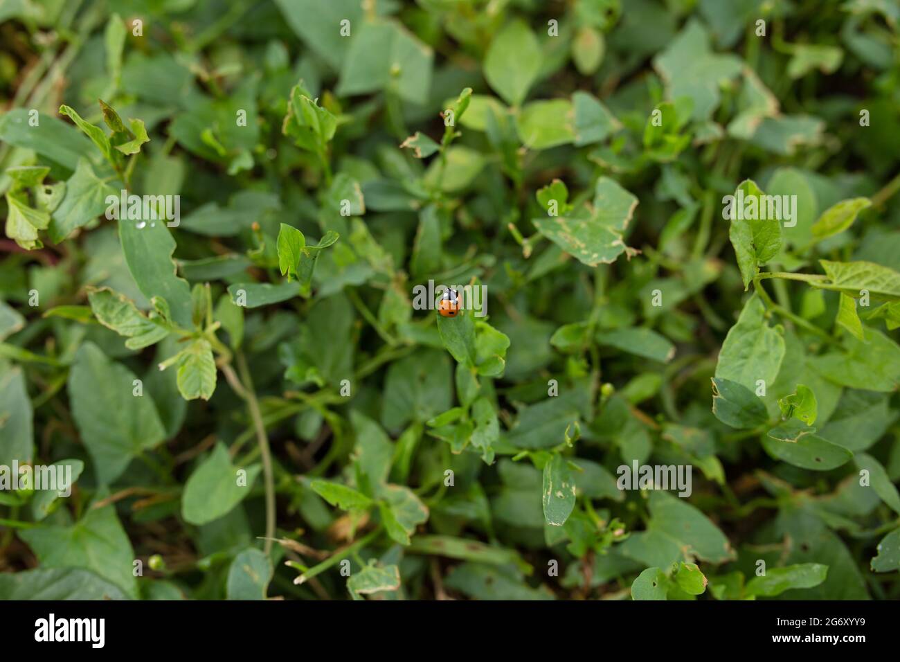 Seven black dots hi-res stock photography and images - Alamy