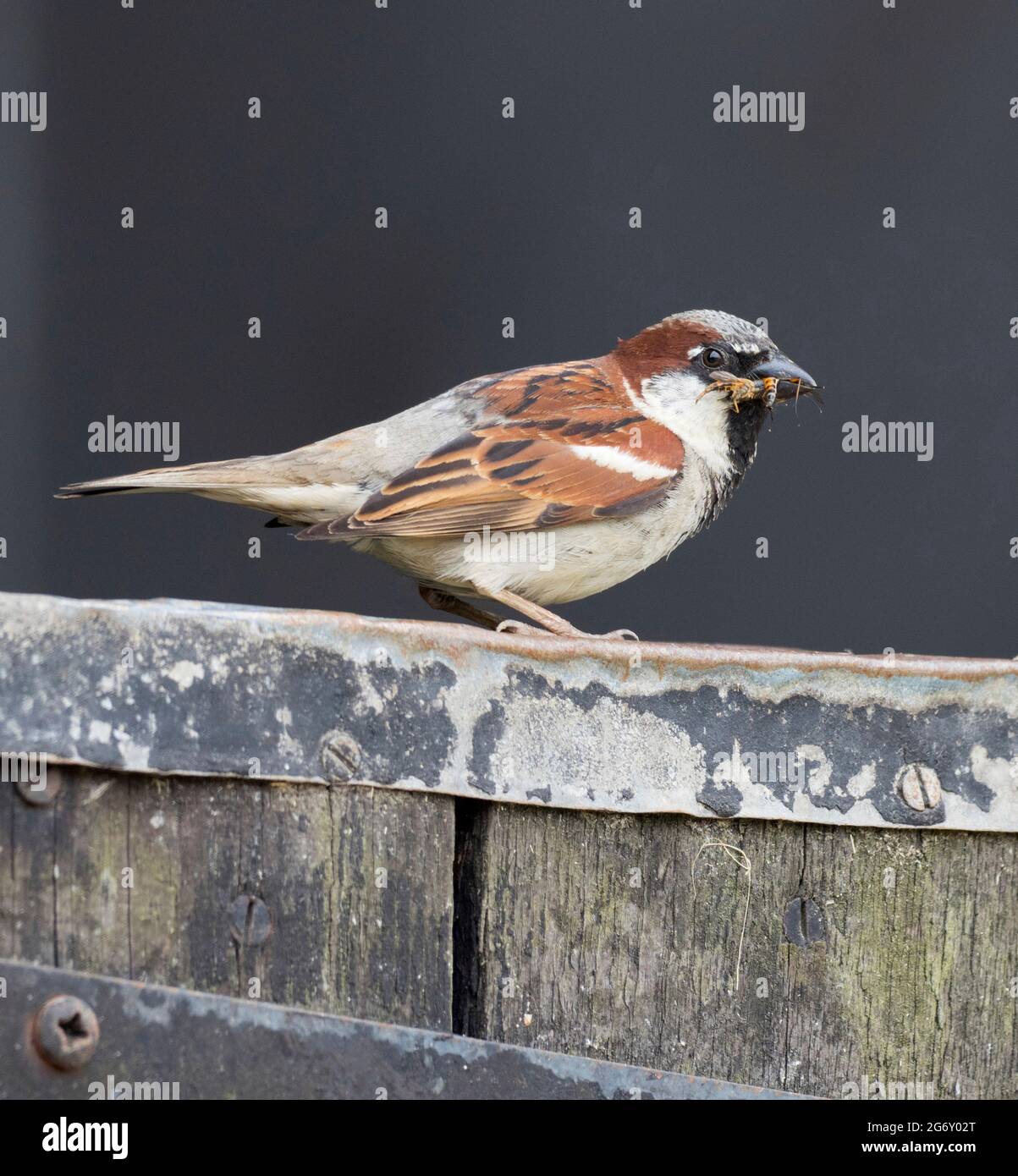 House Sparrow (Passer domesticus) with a beak full of flies. Perched on ...