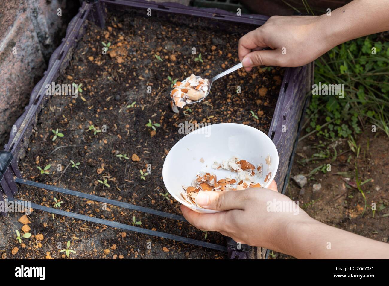 Egg shell garden hi-res stock photography and images - Alamy
