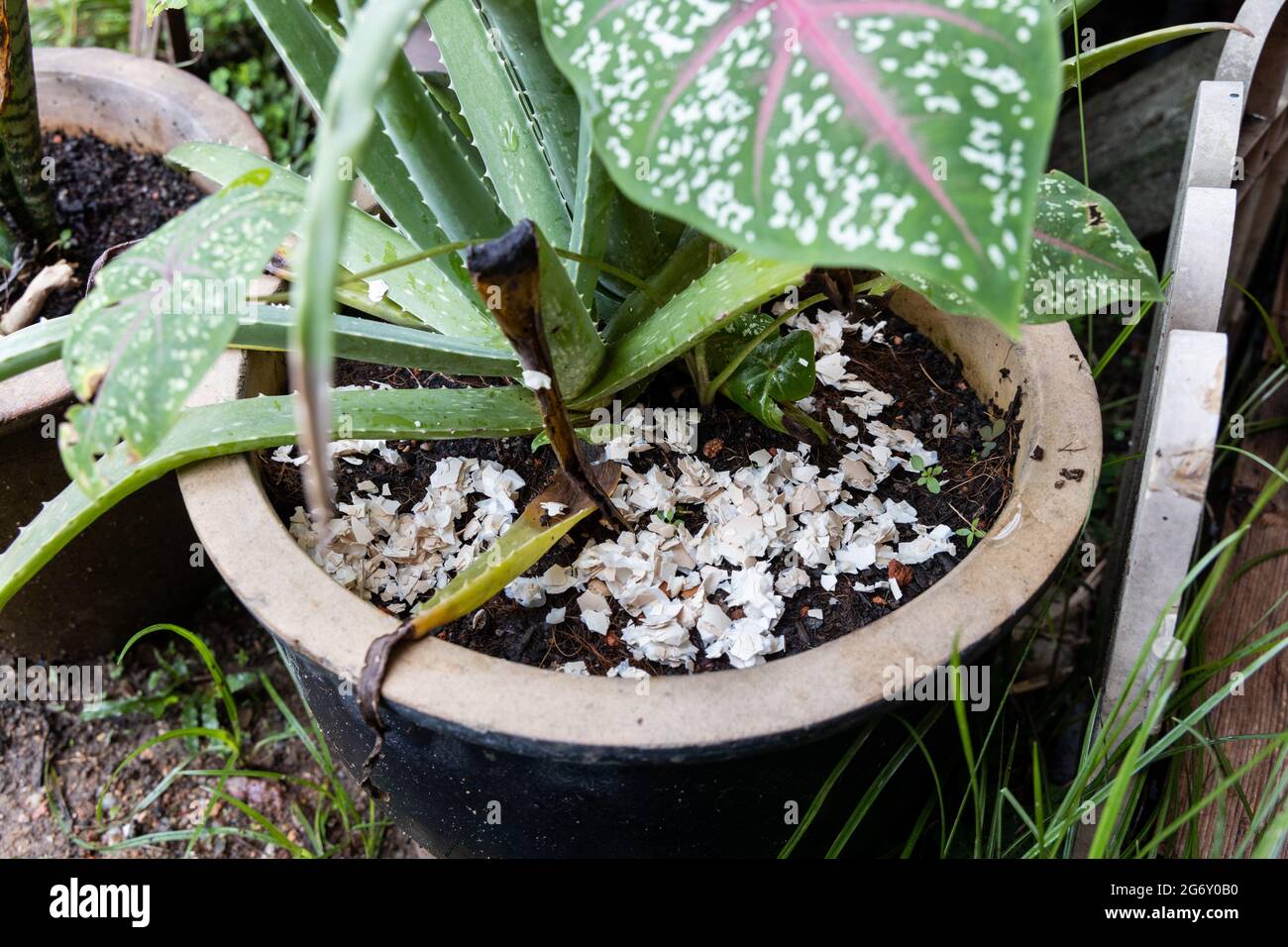 Closeup of crushed egg shell scatted onto soil as organic fertilizers ...
