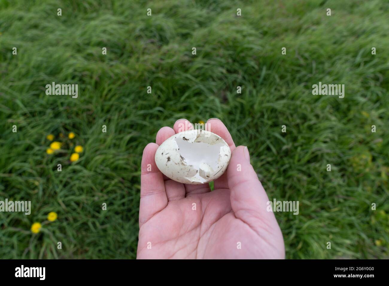 A hand holding an empty shell of a duck egg outdoors in a nature reseve ...